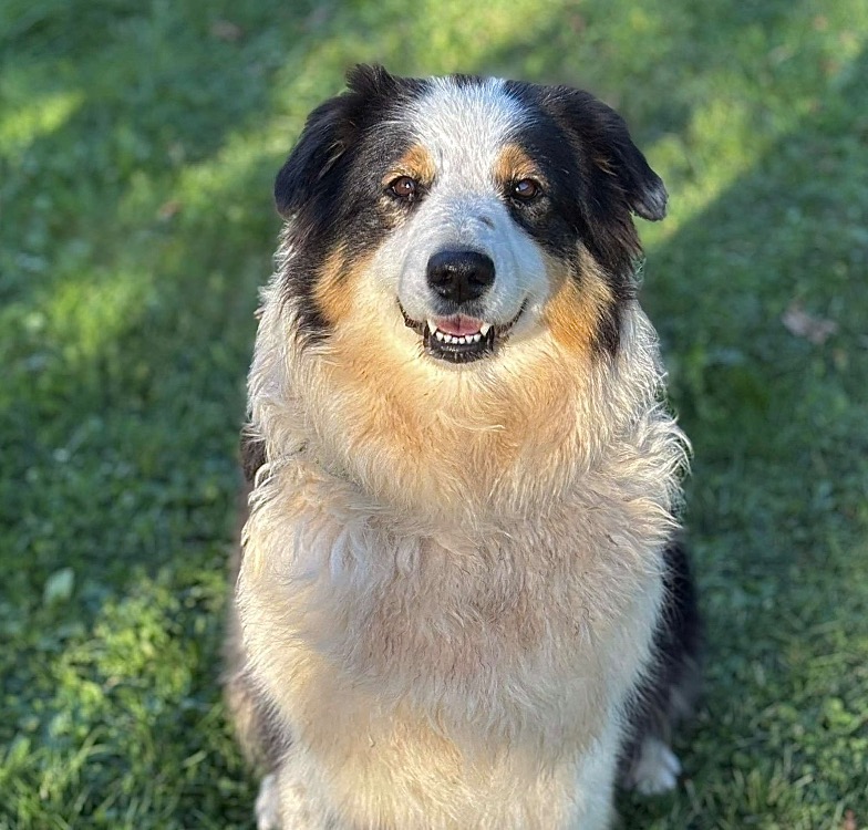 Refuge SPA de Compiègne – 60 – Oise – Adoption