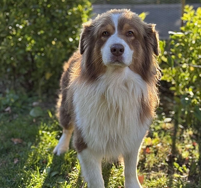 Refuge SPA de Compiègne – 60 – Oise – Adoption