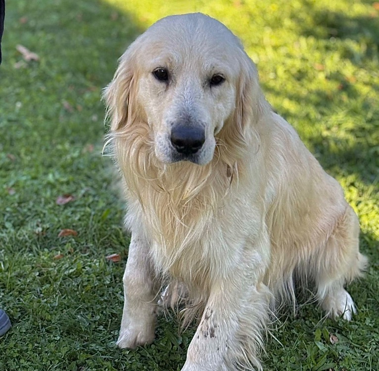 Refuge SPA de Compiègne – 60 – Oise – Adoption