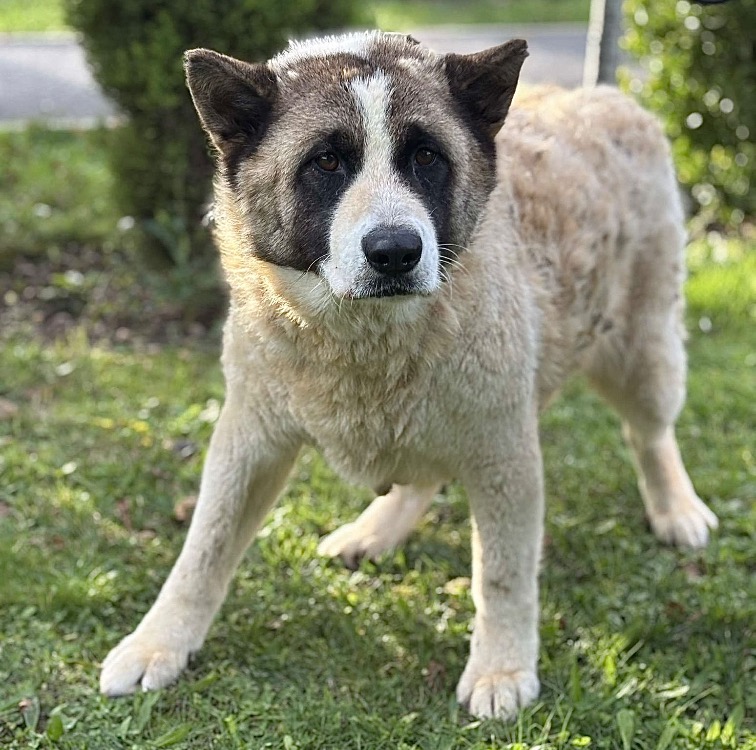 Refuge SPA de Compiègne – 60 – Oise – Adoption