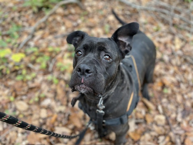 Adopter MYNDI PAA23049, Chien - La SPA - Refuge de Plaisir