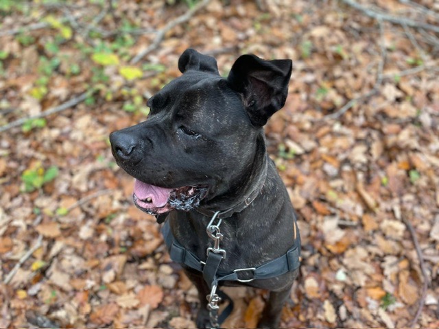 Adopter MYNDI PAA23049, Chien - La SPA - Refuge de Plaisir