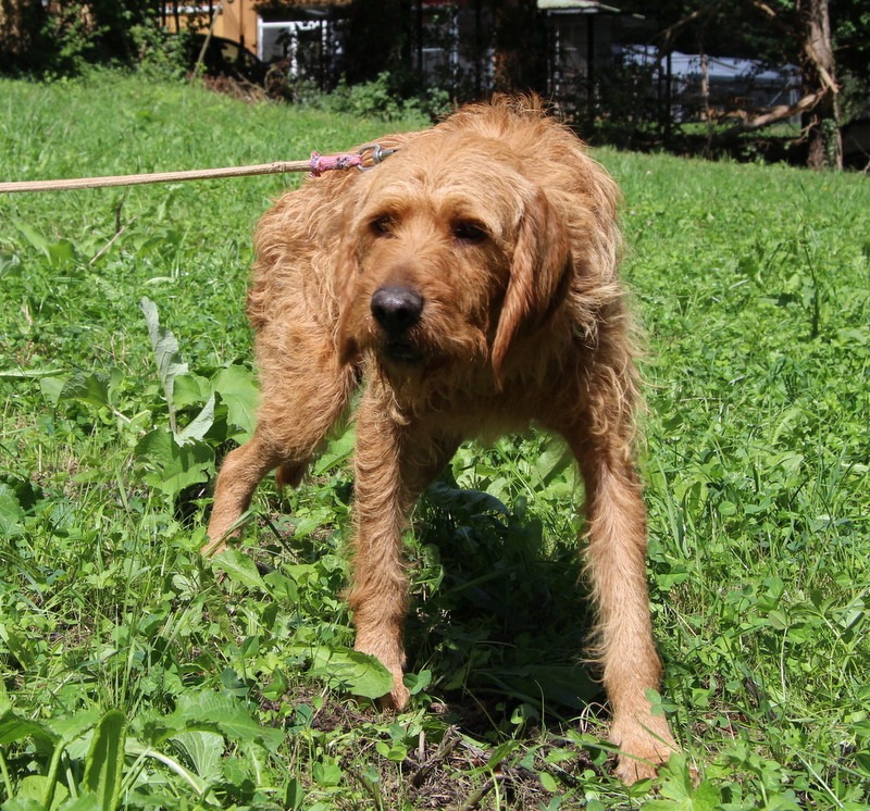 Adopter MILIO, Chien - La SPA - Refuge de Perpignan