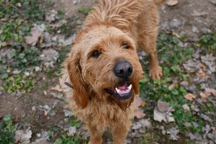 Adopter MILIO, Chien - La SPA - Refuge de Perpignan