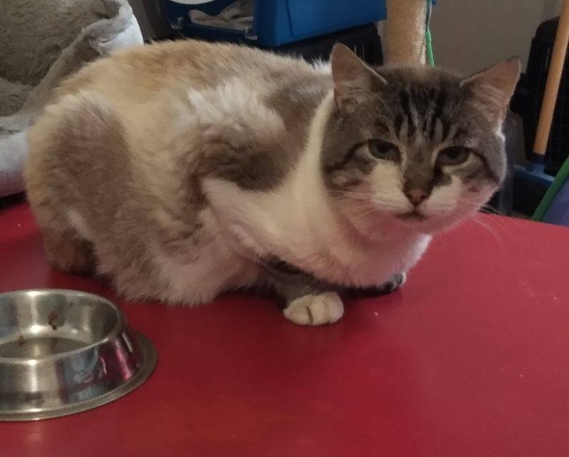 Adopter TOBBY, Chat - La SPA - Maison SPA de Niort