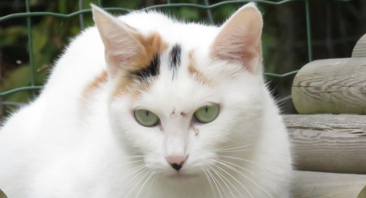 Refuge SPA de Luynes - Tours – 37 –Indre-et-Loire – Adoption