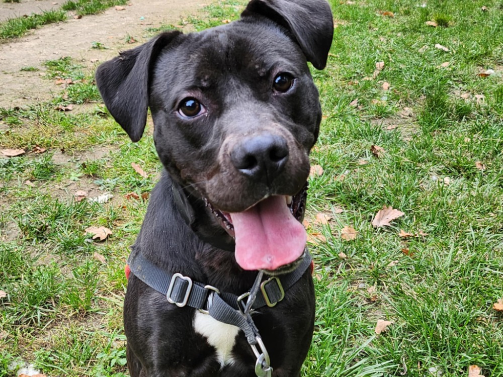 Refuge SPA de Luynes - Tours – 37 –Indre-et-Loire – Adoption