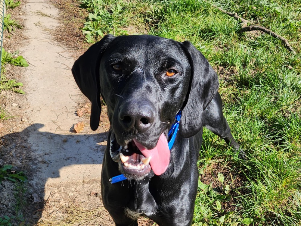 Refuge SPA de Luynes - Tours – 37 –Indre-et-Loire – Adoption