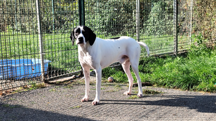 Adopter SODIUM VAA, Chien - La SPA - Refuge de Vaux-Le-Penil