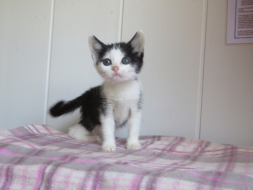 Adopter Afilaria, Chat - La SPA - Refuge de Golfech – Des Deux Rives