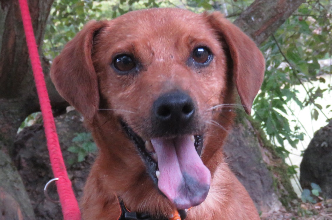 Refuge SPA de Luynes - Tours – 37 –Indre-et-Loire – Adoption