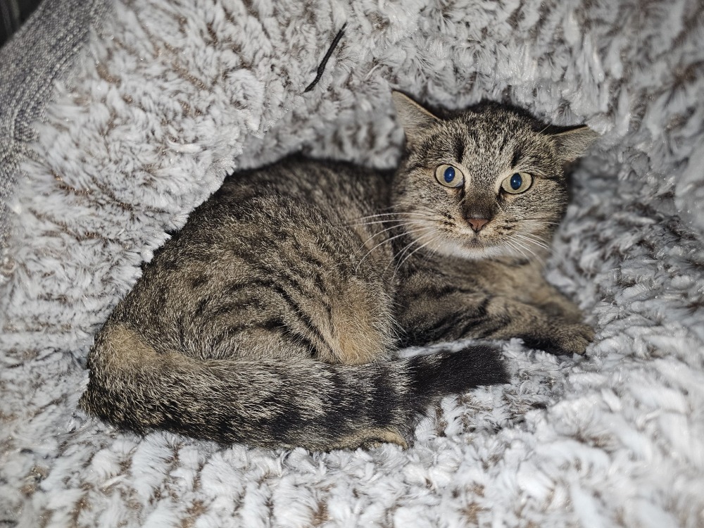 Refuge SPA d'Arry - Gerhard Cramer– 57 – Moselle – Adoption