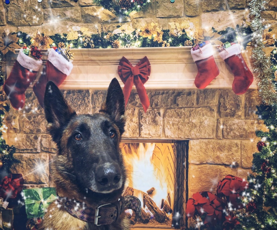 Adopter un Berger Belge Malinois - LA SPA