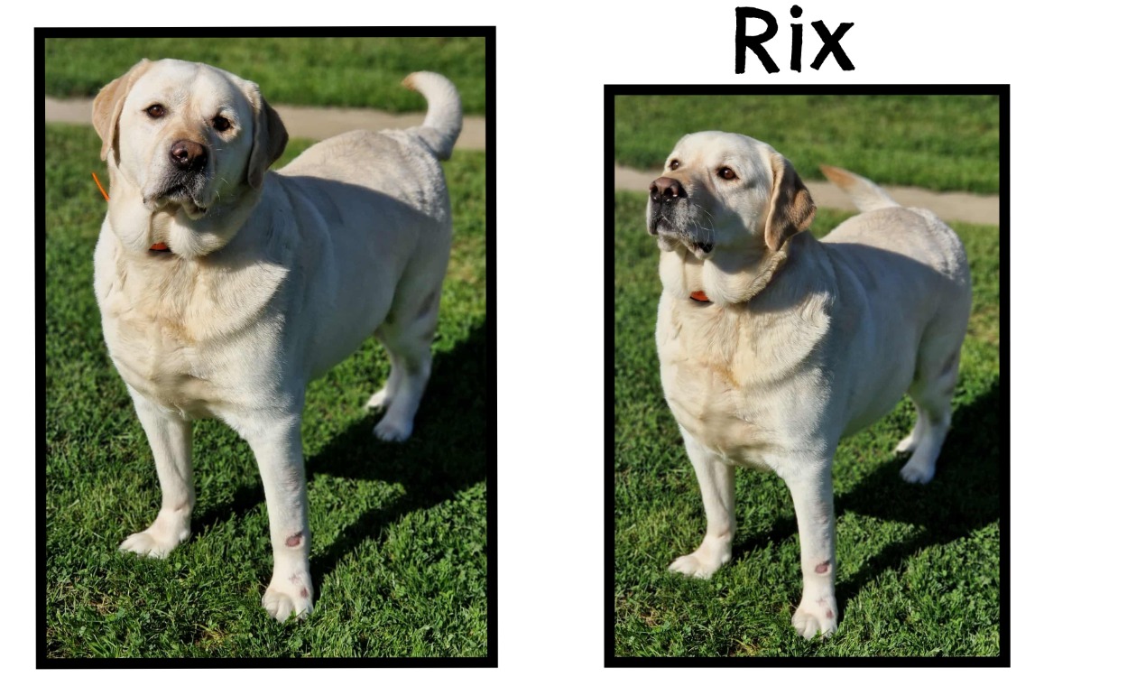 Adopter RIX, Chien - La SPA - Refuge du Cotentin – Cherbourg