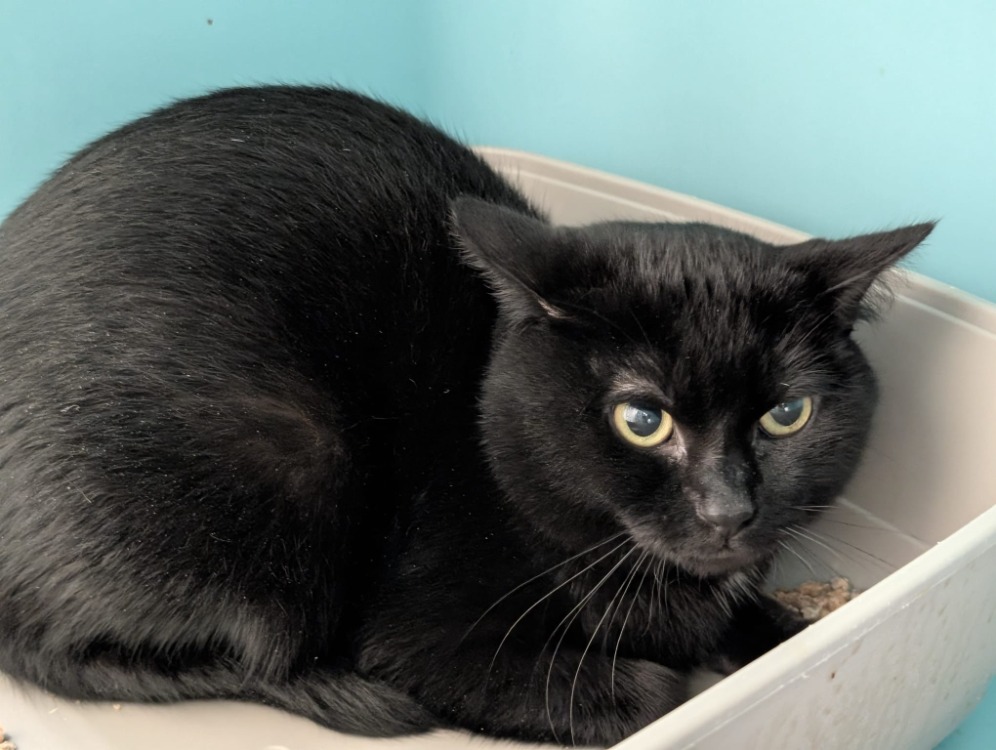 Adopter NUTELLA, Chat - La SPA - Refuge de Brugheas – Vichy