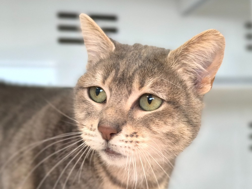 La SPA – Refuge des Ardennes – Maubert-Fontaine - LA SPA