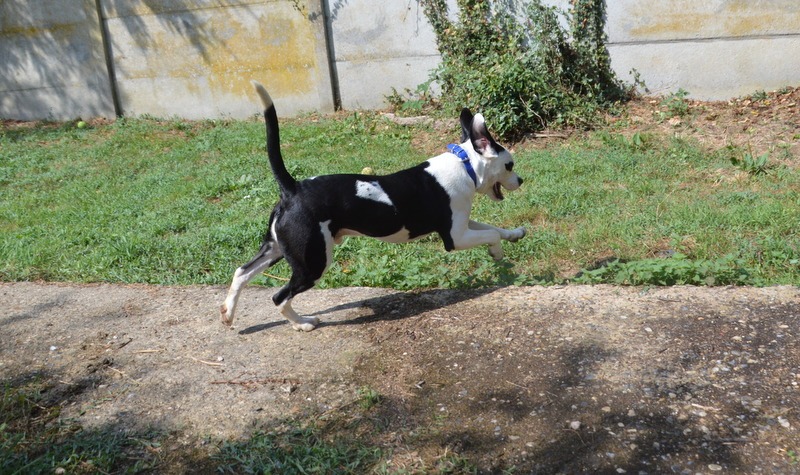 Adopter KUNG FU CHAO, Chien - La SPA - Refuge de Chamarande