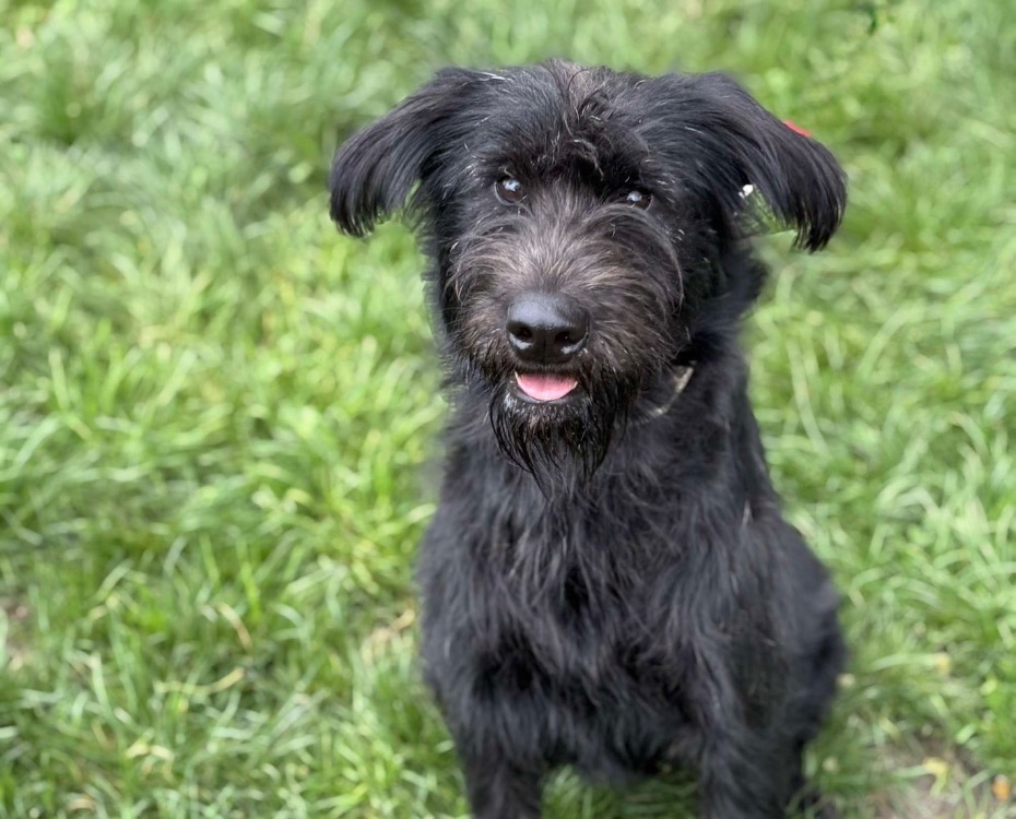 Refuge SPA de Compiègne – 60 – Oise – Adoption