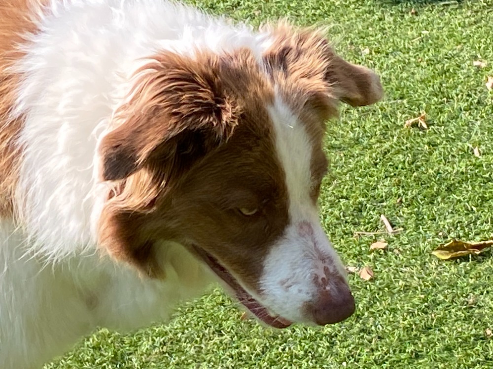 Dispensaire SPA du Cannet - Jeanine Vincent - 06 - Alpes-Maritimes ...