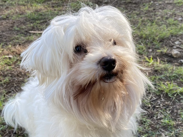 Bichon à adopter à la SPA