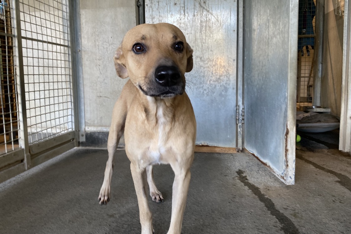 Adopter PEPIN, Chien - La SPA - Refuge de Rennes