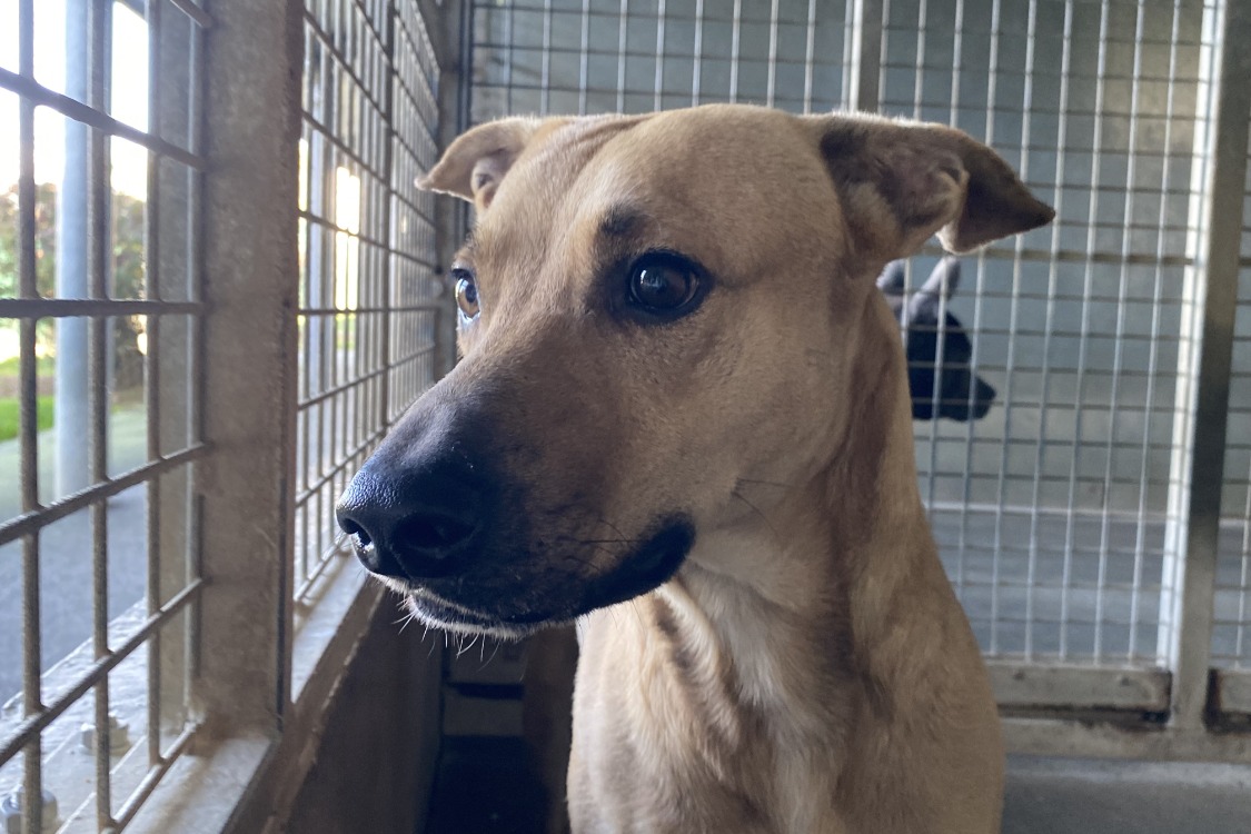 Adopter PEPIN, Chien - La SPA - Refuge de Rennes