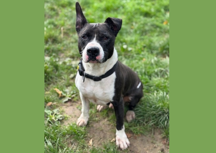 Adopter CAPONE, Chien - La SPA - Refuge de Haute-Marne Voillecomte ...