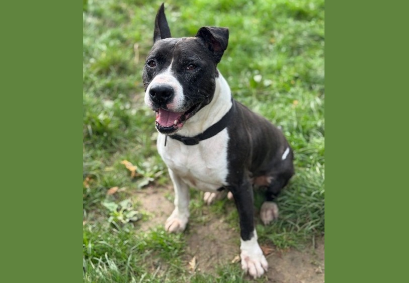Adopter CAPONE, Chien - La SPA - Refuge de Haute-Marne Voillecomte ...