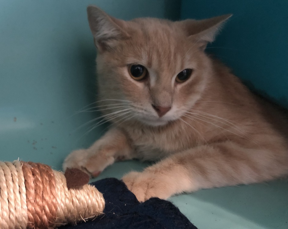 Adopter Simba, Chat - La SPA - Refuge de Perpignan