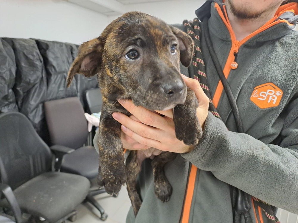 Refuge SPA d'Arry - Gerhard Cramer– 57 – Moselle – Adoption