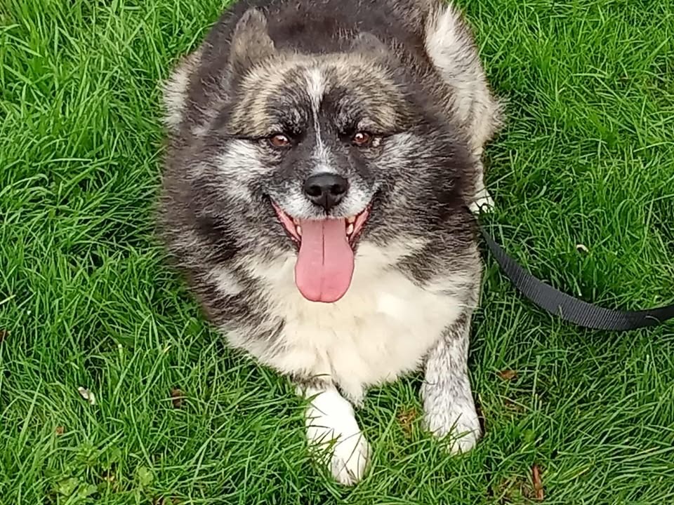 Adopter un Spitz - LA SPA