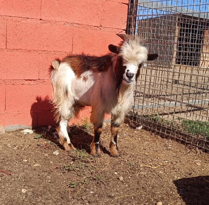 Refuge SPA de Perpignan – 66 – Pyrénées-Orientales – Adoption