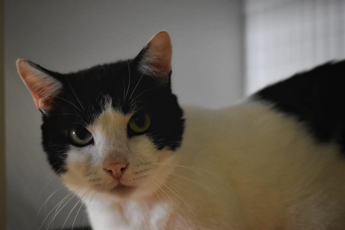 Adopter BILLY C, Chat - La SPA - Refuge de Vaux-Le-Penil