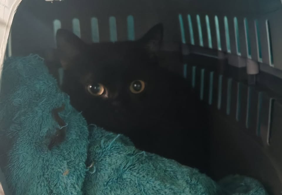 Adopter SETEKI, Chat - La SPA - Refuge de Gennevilliers – Grammont