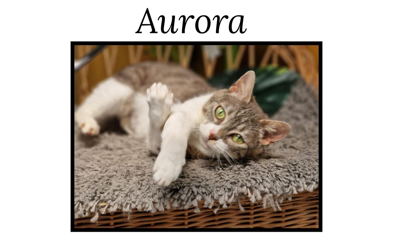 Adopter AURORA, Chat - La SPA - Refuge du Cotentin – Cherbourg