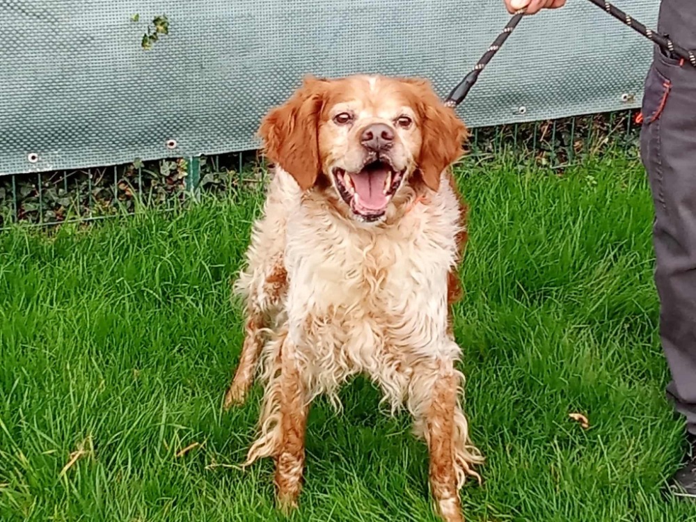 Adopter DICKY, Chien - La SPA - Refuge de Saint-Omer – Le Brockus