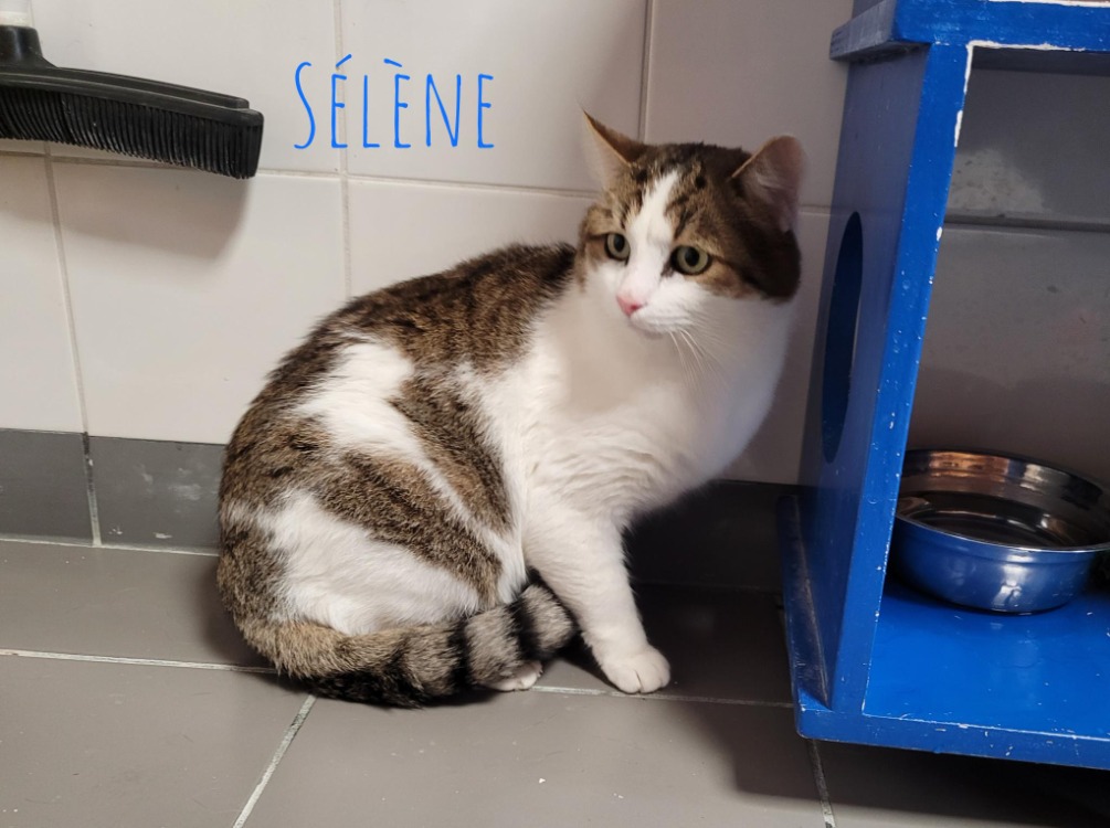 Adopter Sélène, Chat - La SPA - Refuge de Poulainville