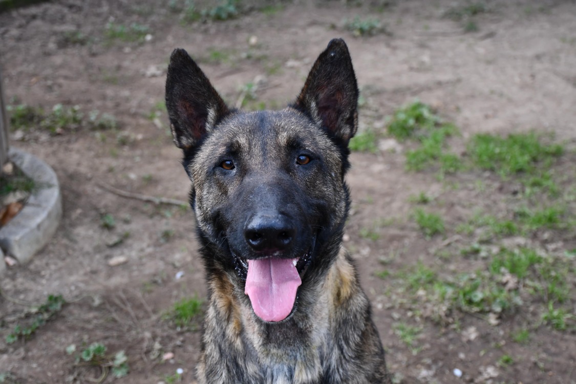 Adopter Kari, Chien - La SPA - Refuge de Perpignan