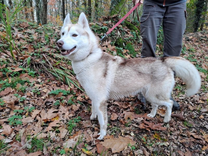 Adopter un husky à la SPA - LA SPA