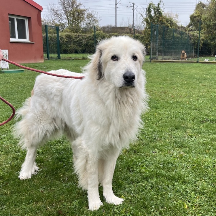 Adopter Ollie, Chien - La SPA - Refuge de Tilloy-Les-Mofflaines – Arras