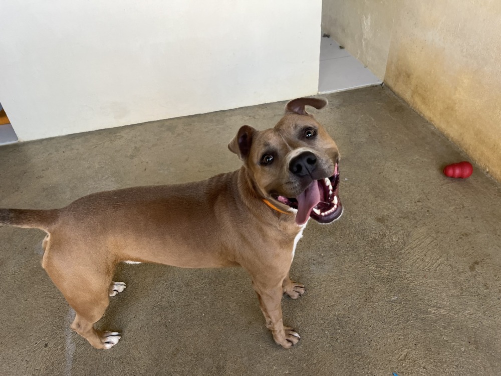 Adopter Pifou, Chien - La SPA - Refuge de Perpignan