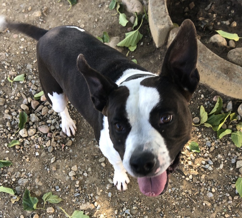 Adopter SCARLA, Chien - La SPA - Refuge de Perpignan