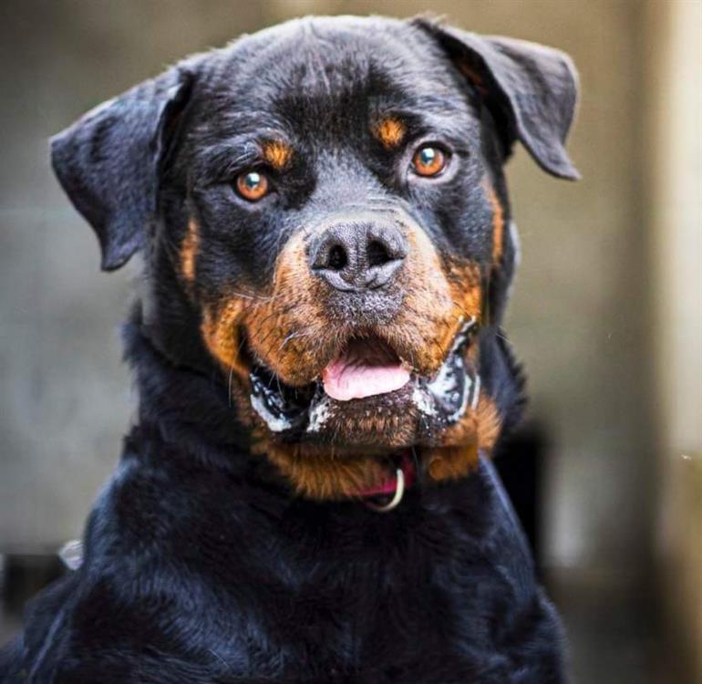 Adopter KIKI SAM, Chien - La SPA – Refuge de Vitré – Saint-Germain-du-Pinel