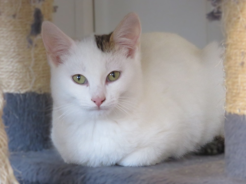 Adopter Chick, Chat - La SPA - Refuge de Golfech – Des Deux Rives