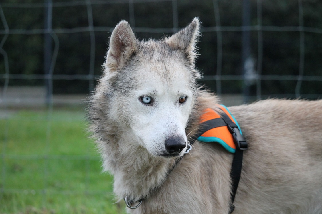 Adopter un husky à la SPA - LA SPA