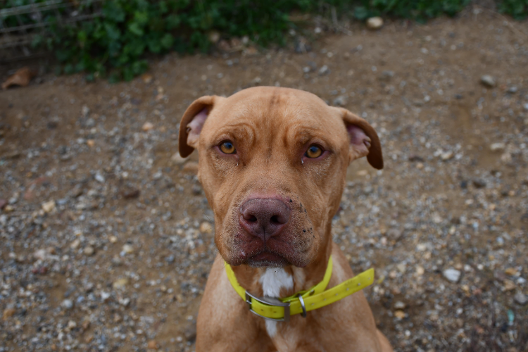 Refuge SPA de Perpignan – 66 – Pyrénées-Orientales – Adoption