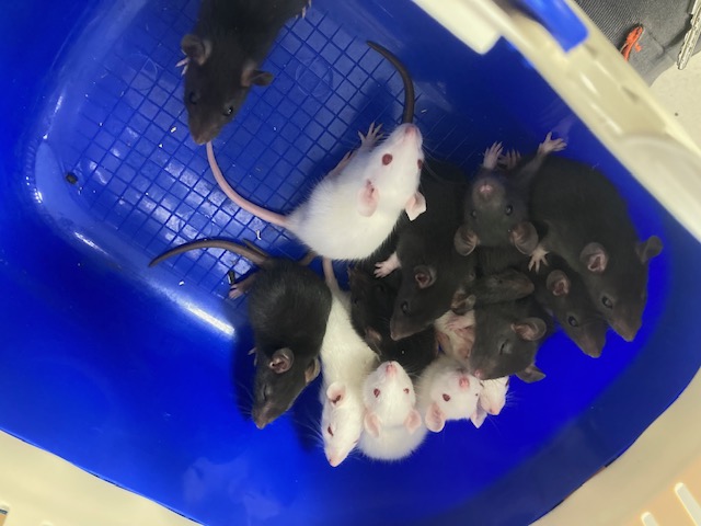 Adopter TION, NAC - La SPA - Refuge de Rennes