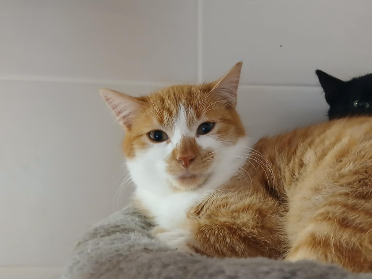 Adopter MOHAWKS, Chat - La SPA - Refuge de Morée – Jean Leriche