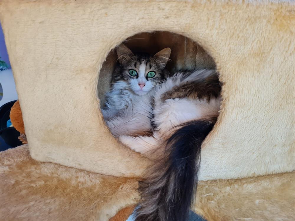 Adopter BINGA, Chat - La SPA - Refuge de La-Roche-Sur-Yon