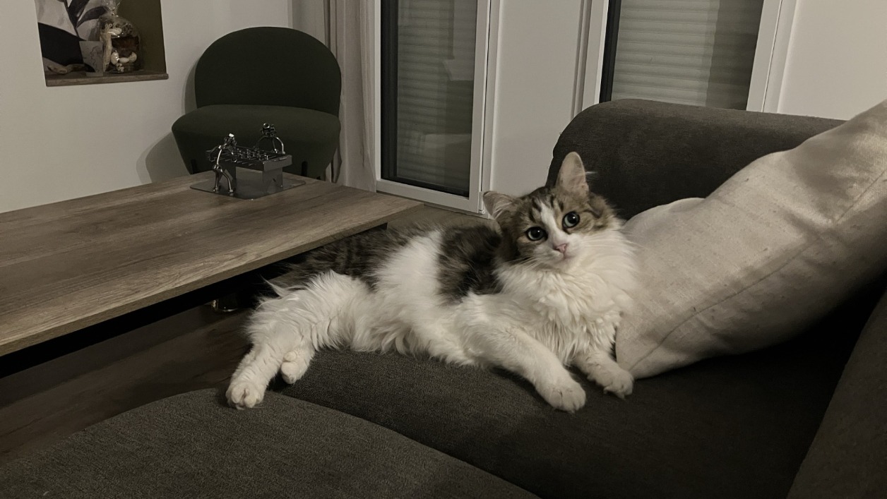Adopter BINGA, Chat - La SPA - Refuge de La-Roche-Sur-Yon
